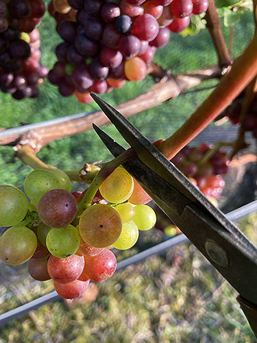 "If you really want to make good wine..."